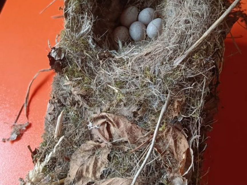 Птичье гнездо с яйцами брошенное
