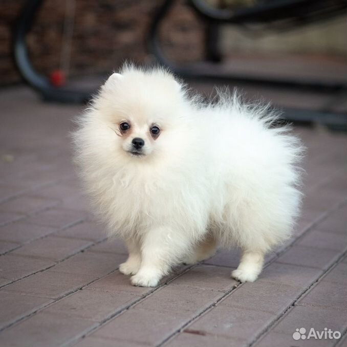 Кремовый мальчик померанчик