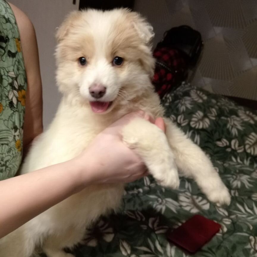 Помесь кавказской овчарки