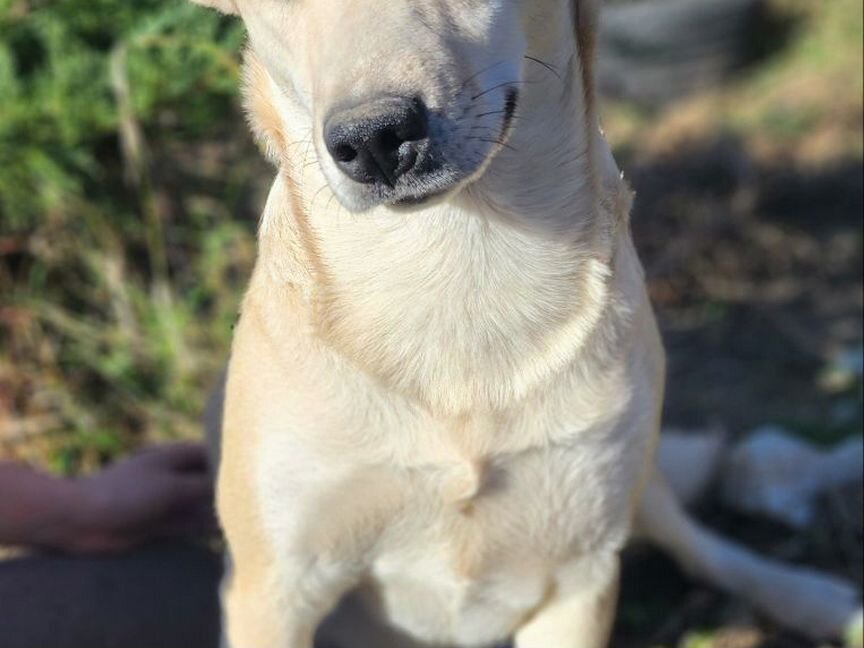 Красивый щенок бесплатно