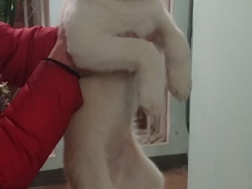 Щенки хаски бесплатно