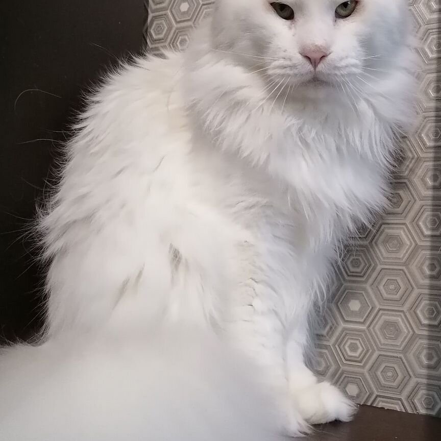 Мейн кун мальчик 1.5 г