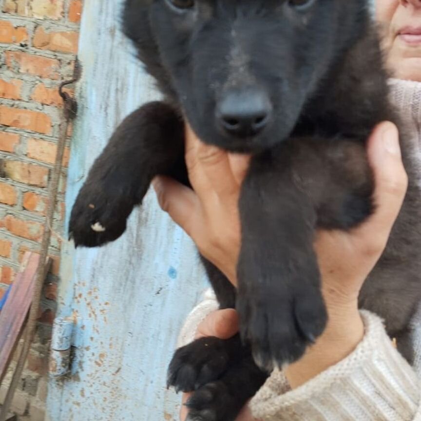 Девочка 2 мес.в добрые ручки