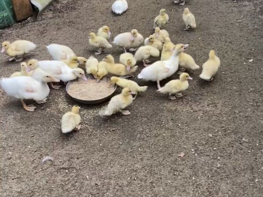 Инкубационное яйцо Мускусной утки (микс )