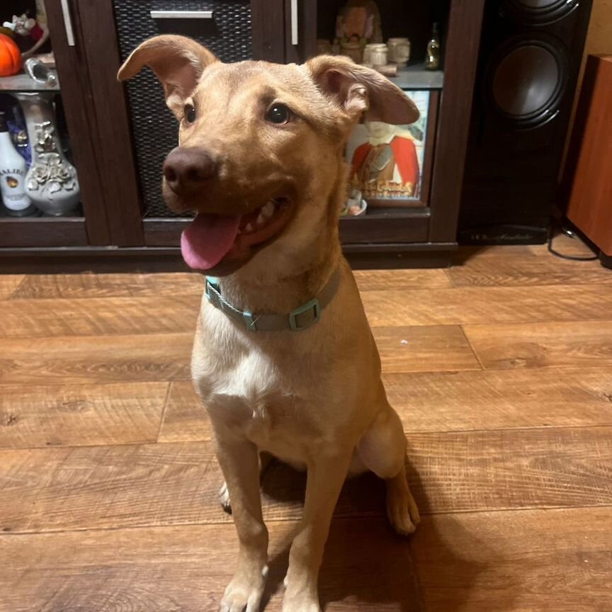 Отдают в добрые руки