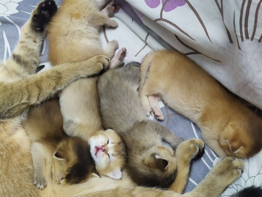 Шотландские золотые шиншиллы котята