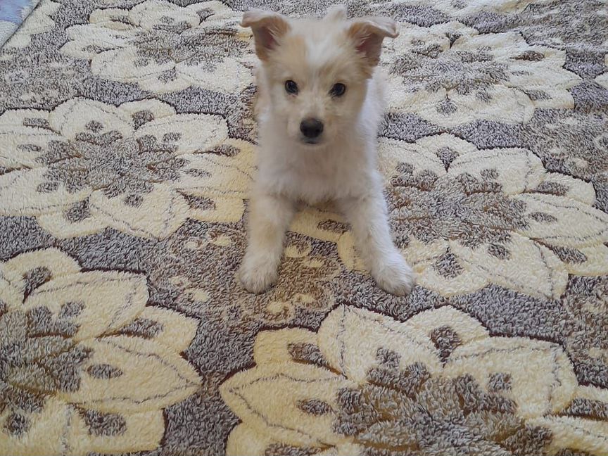 Щенок-мальчик- бело-бежевого цвета