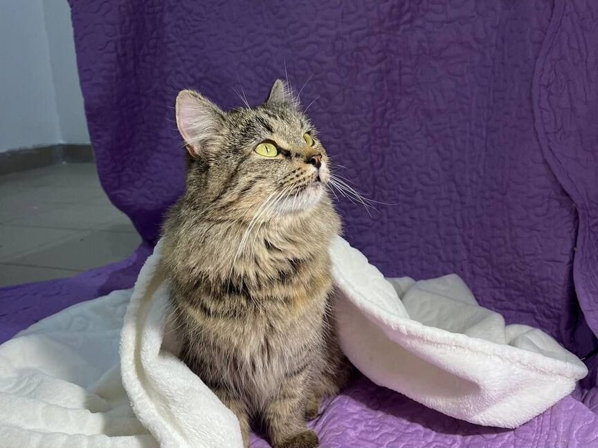 Кошечка ищет дом, хозяйка умерла, стерильна