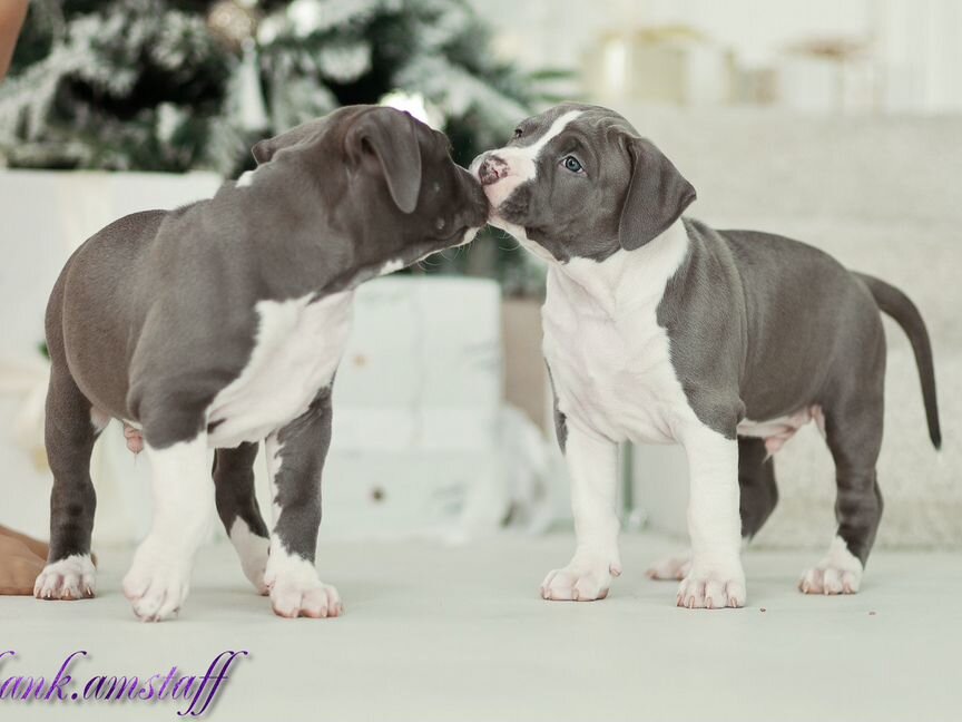 Американский стаффордширский терьер