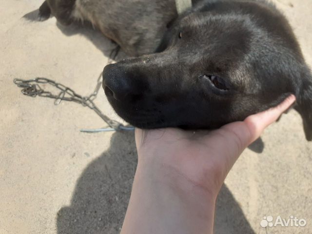 Собаки