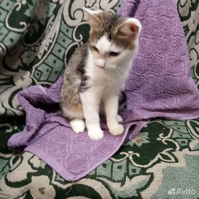 Супер-котёнок с копчёными ушками