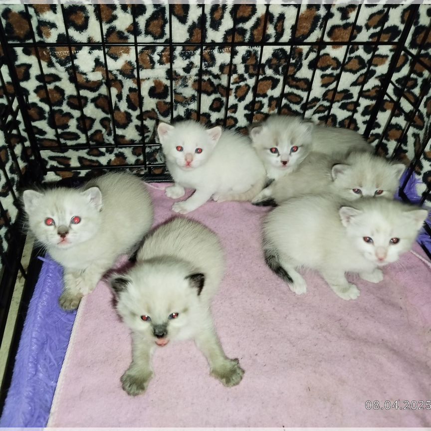 Продаются котята