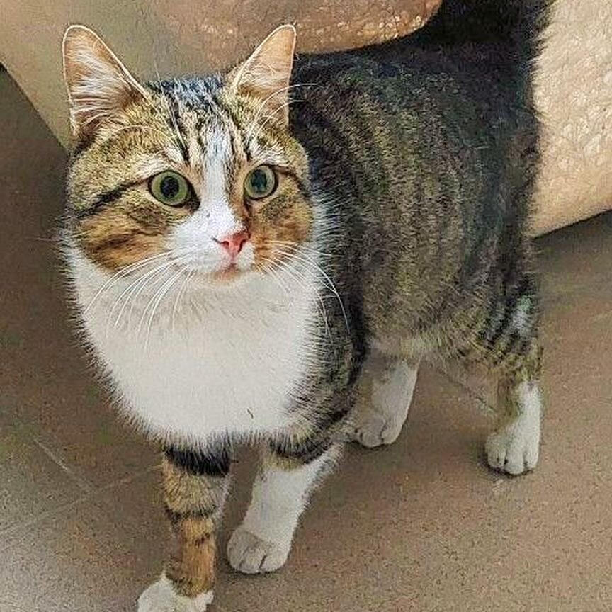 Котик ищет дом