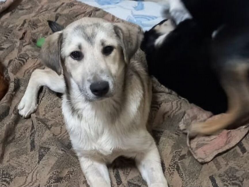 Собака в добрые руки отдам бесплатно