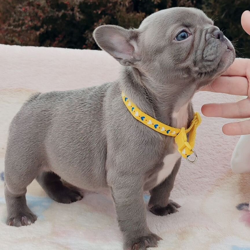 Лиловая принцесса