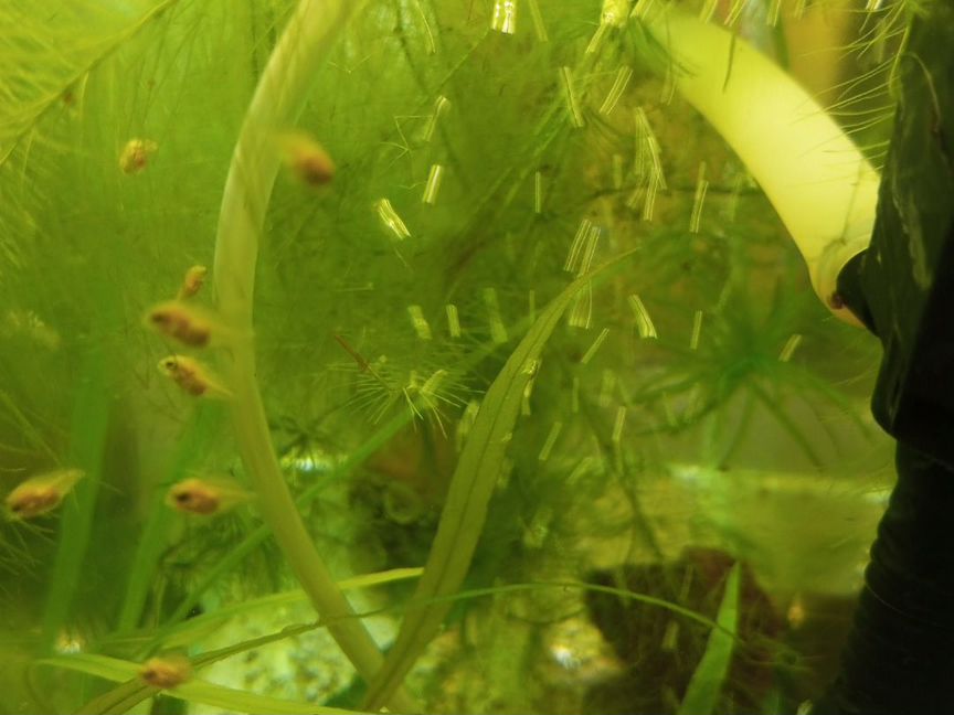 Мальки белых попугайчиков бесплатно