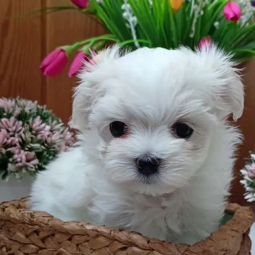 Мальтийская болонка, щенок