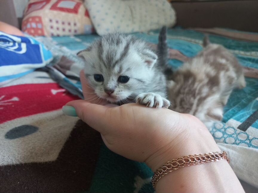 Шотландские вислоухие котята
