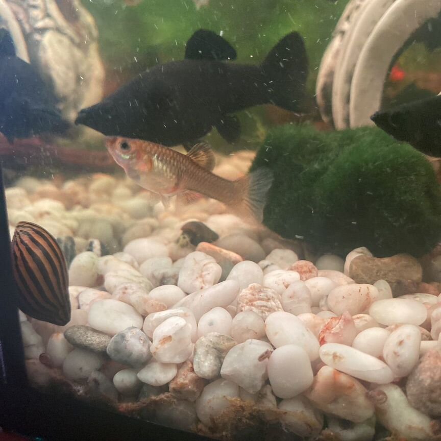 Улитки Неретины и Тиломелании