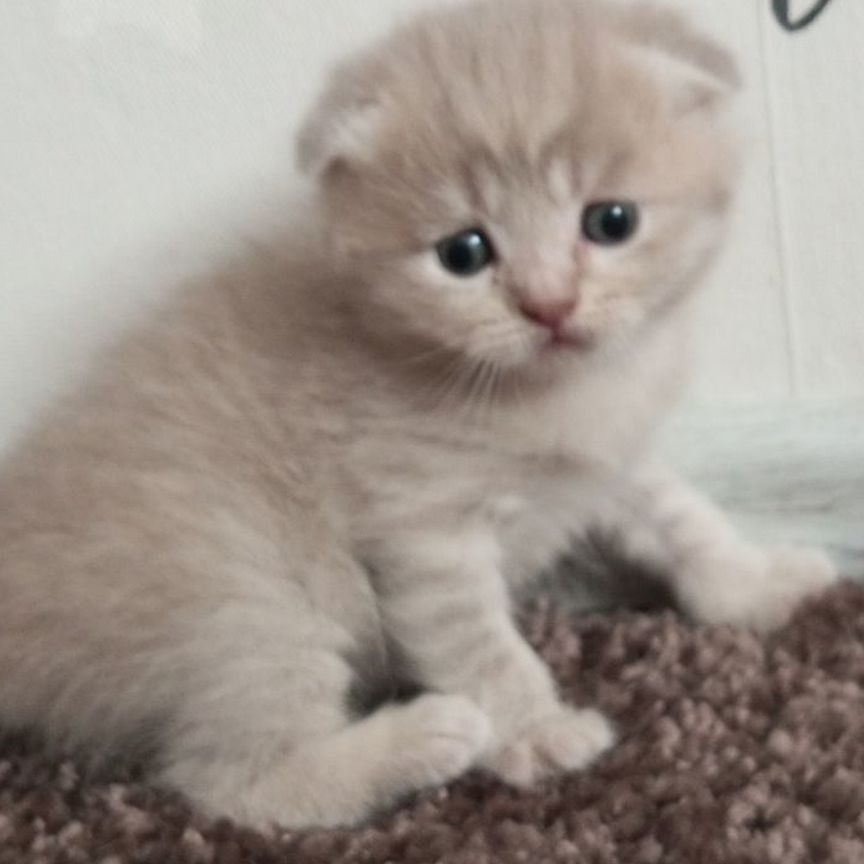 Шотландский вислоухий короткошёрстный котёнок