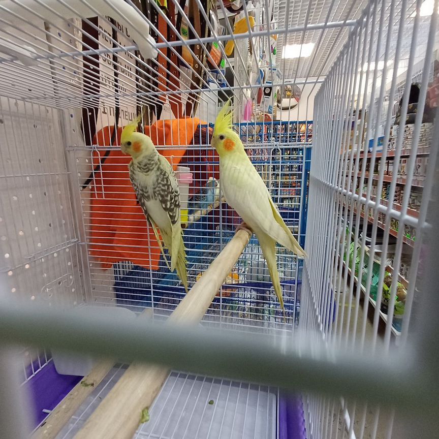 Попугай Корелла