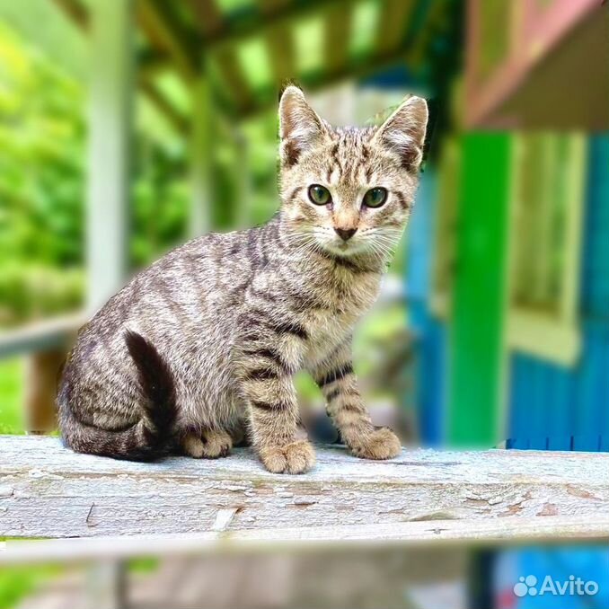 Маленький тигренок