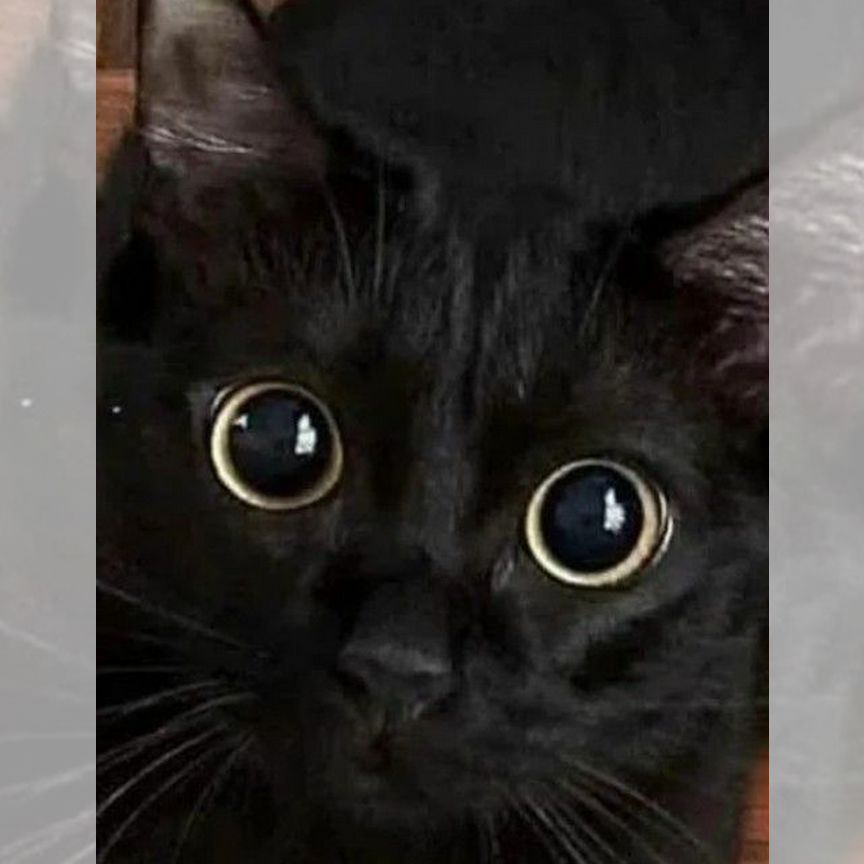 Бомбейская, взрослая кошка