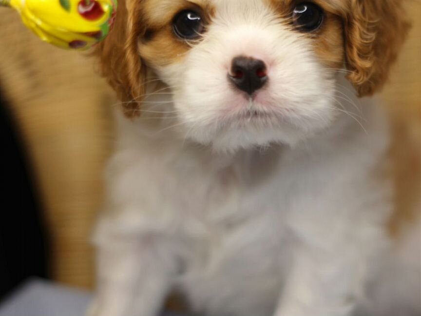 Кавалер Кинг Чарльз спаниель девочка бленхейм