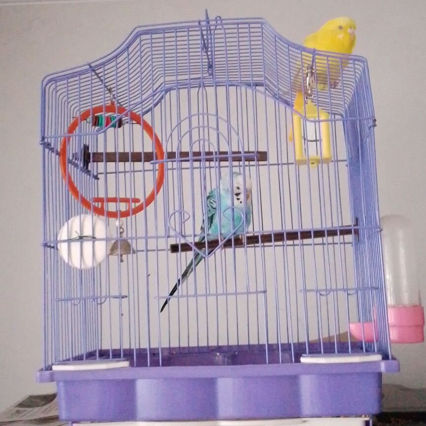 Волнистый попугай