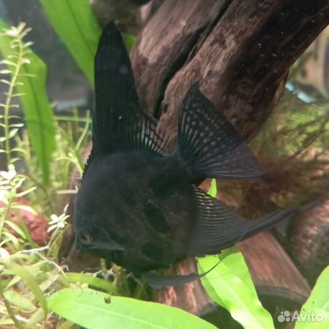 Скалярия темный клоун