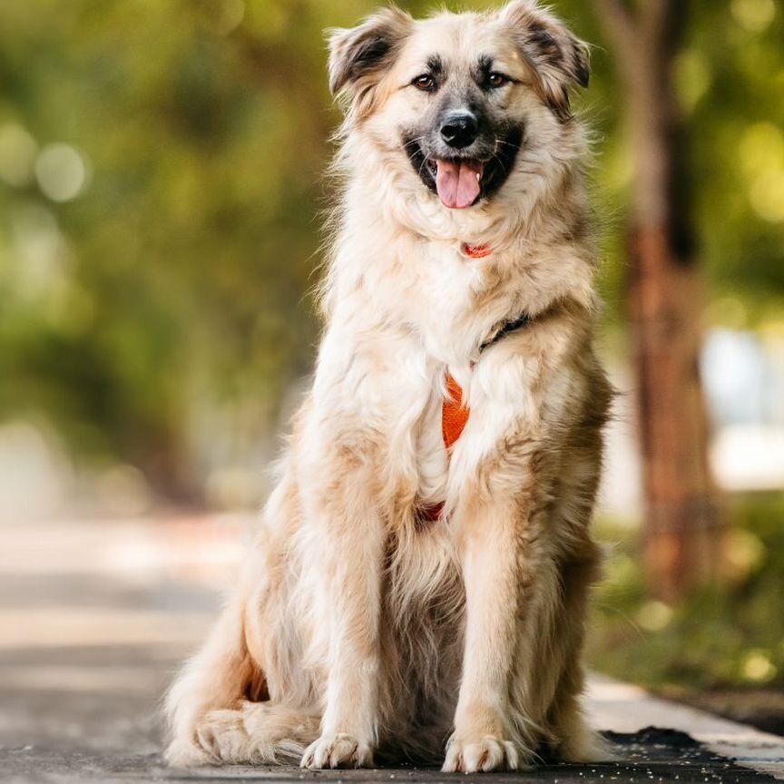 Собака в добрые руки Москва