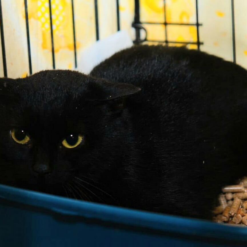 Кошечка Галина ищет добрые руки