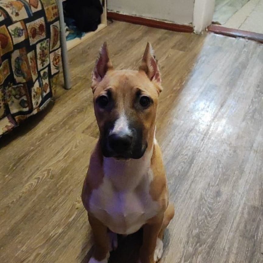 Собака в добрые руки