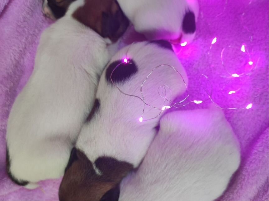 Щенки джек Рассел терьер гладкошерстный