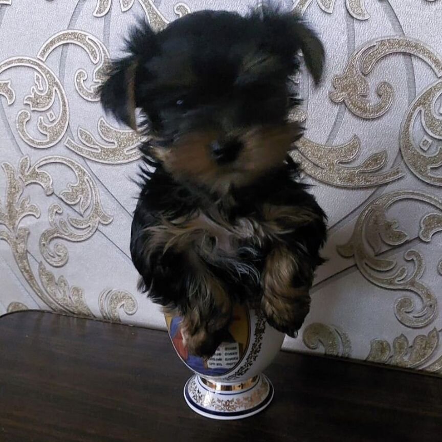 Йоркширский терьер, щенок