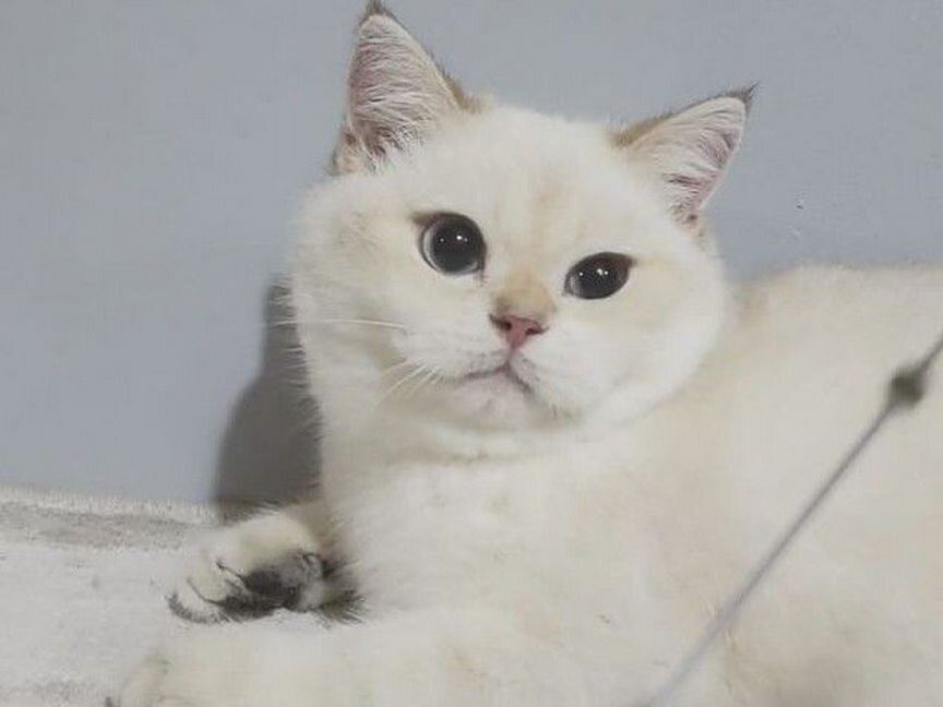 Британский кот золотой поинт