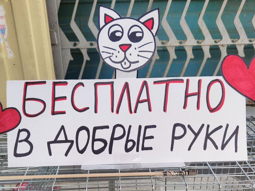 Котята ручного кормления в добрые руки