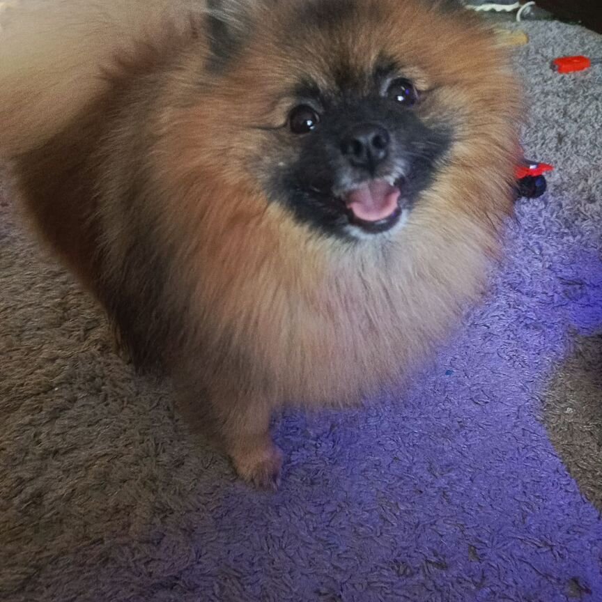 Померанский шпиц