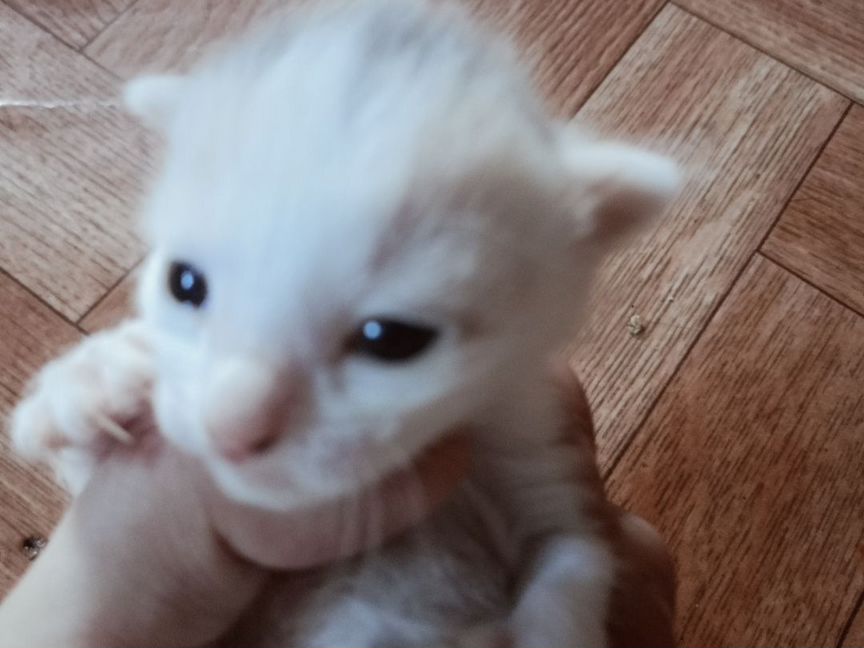 Одам котëнка