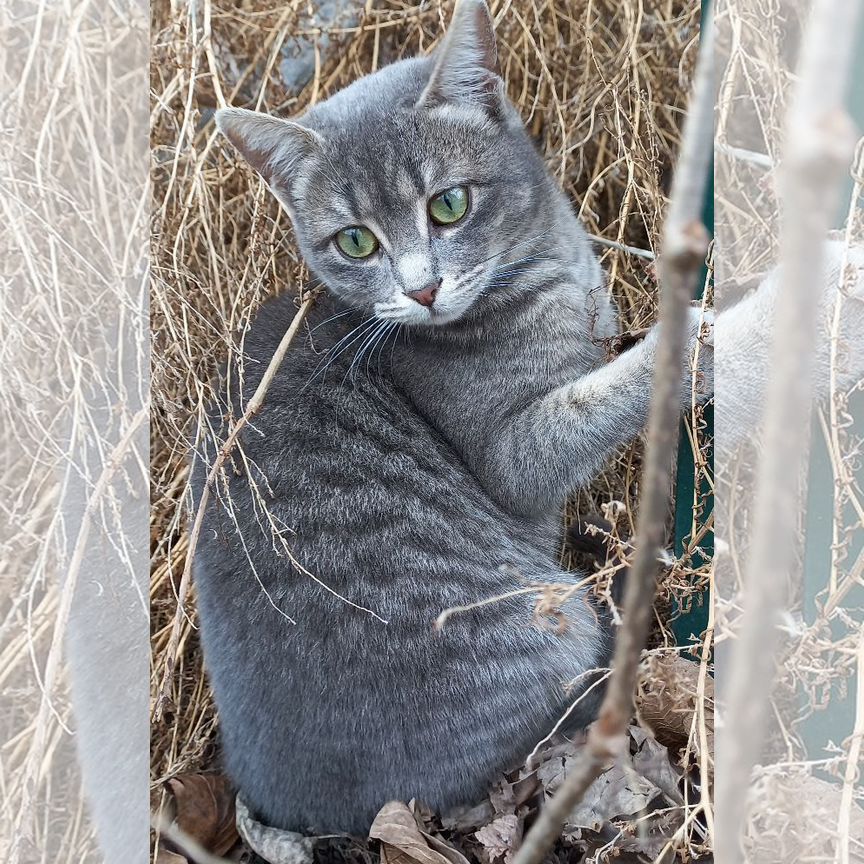 Кошечка ищет дом