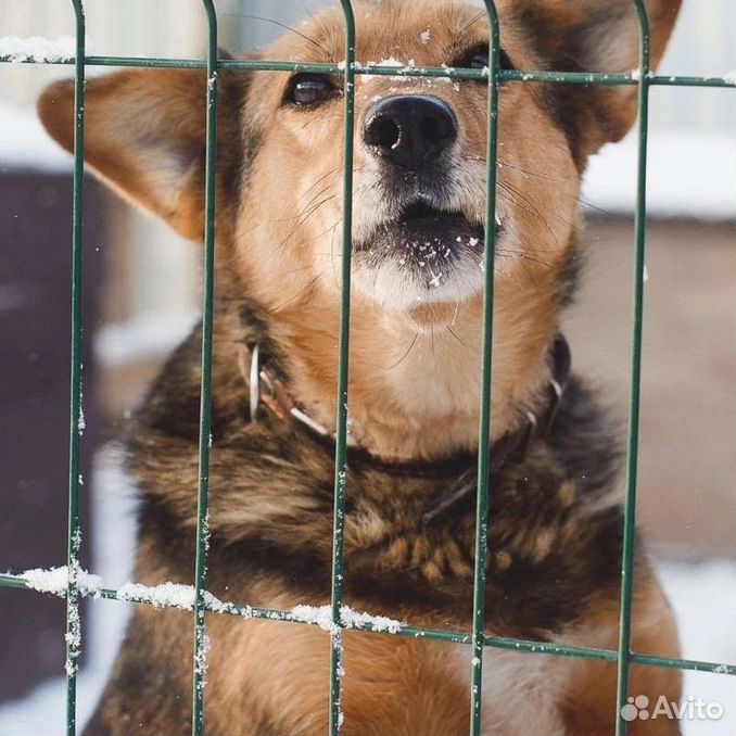 Линда ищет дом