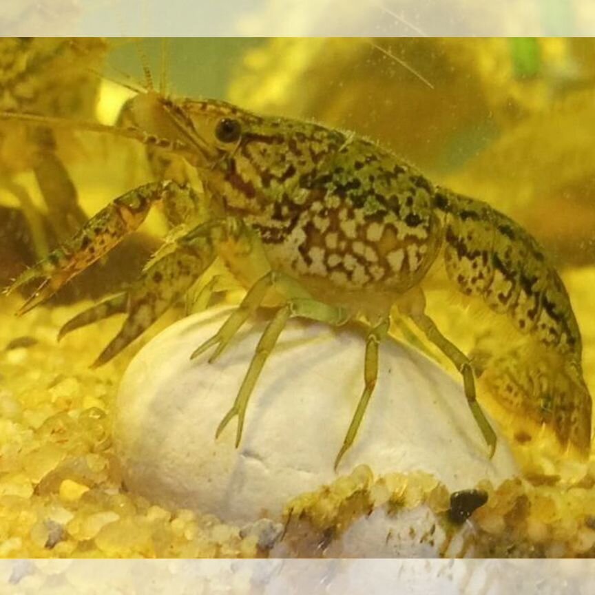 Продам мраморных раков (Procambarus virginalis)