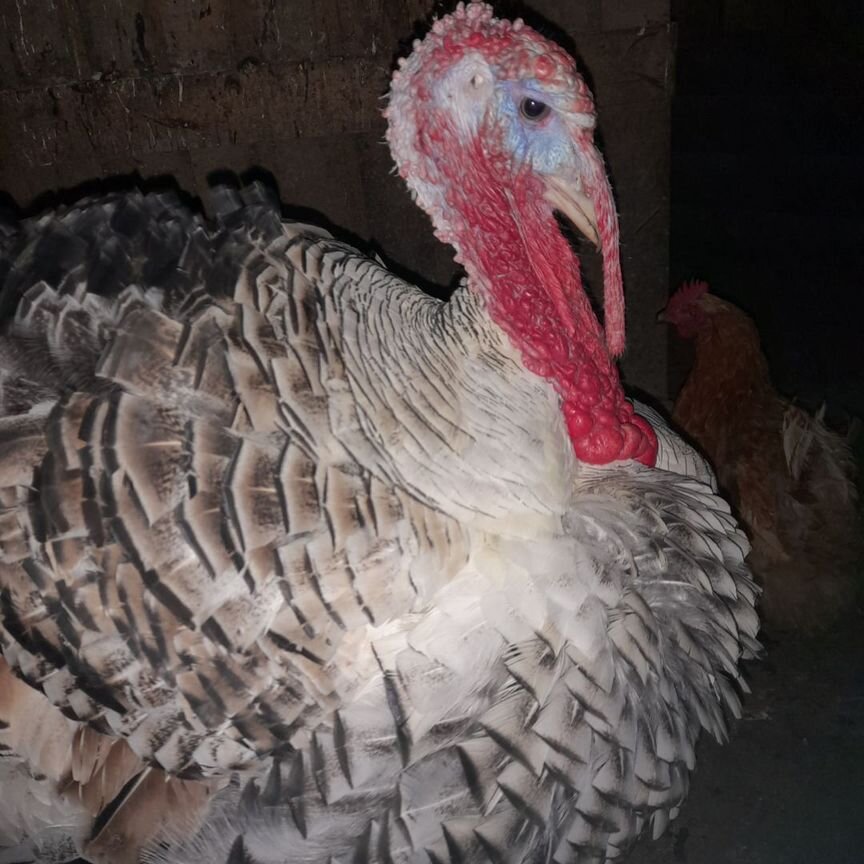 Индюки домашние живым весом