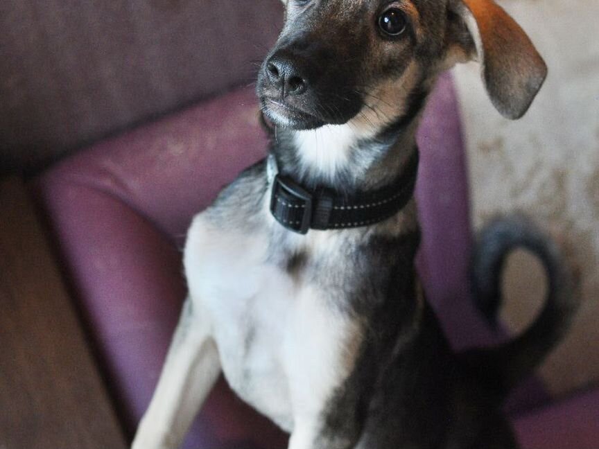 Славик ищет дом