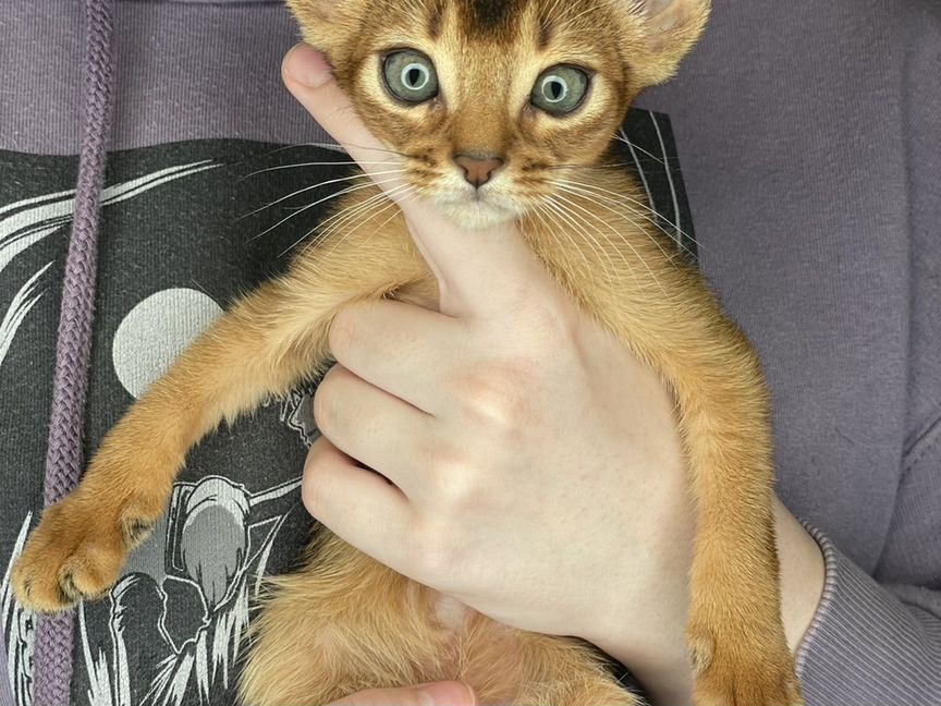 Абиссинские котята