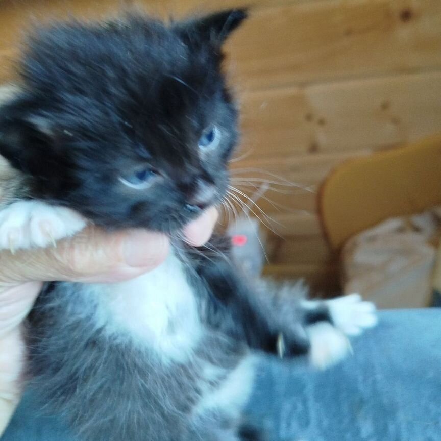 Отдам котят в добрые руки