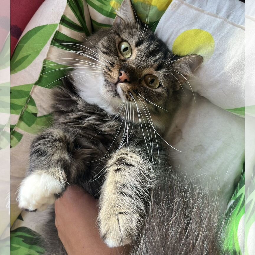 Кошка