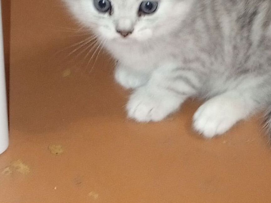 Шатланские вислоухие котята