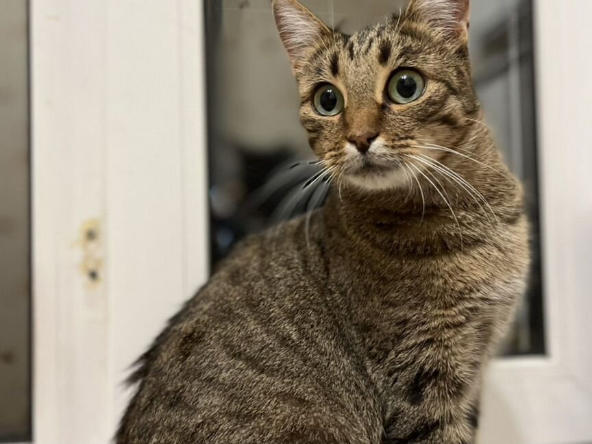 Кошки в добрые руки бесплатно