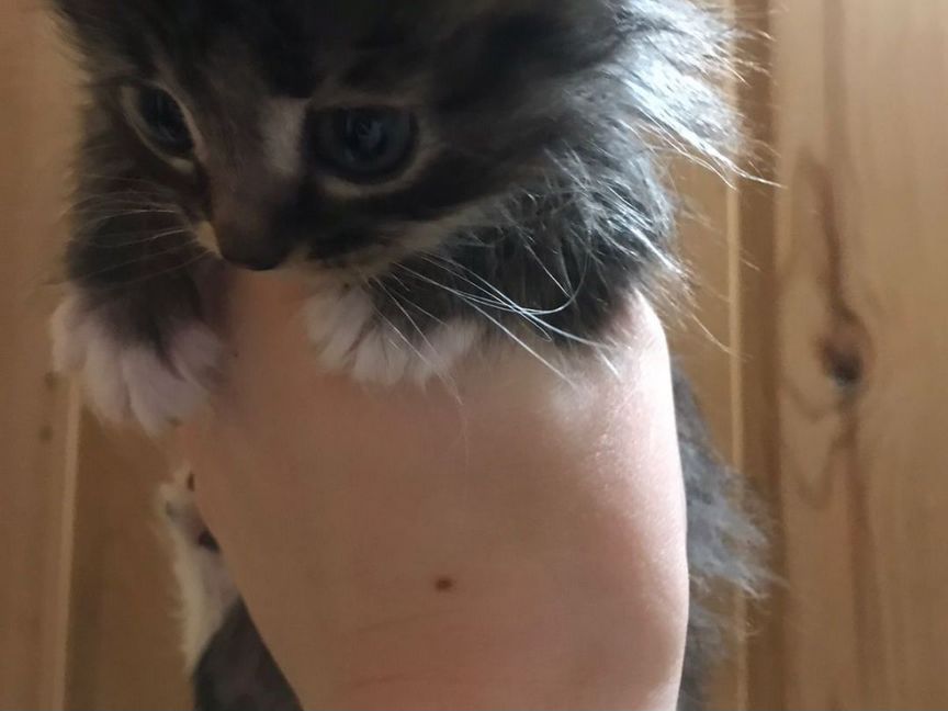 Котята сибирской кошки